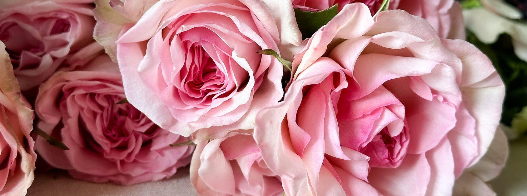 Roses and Garden Roses– Debi Lilly