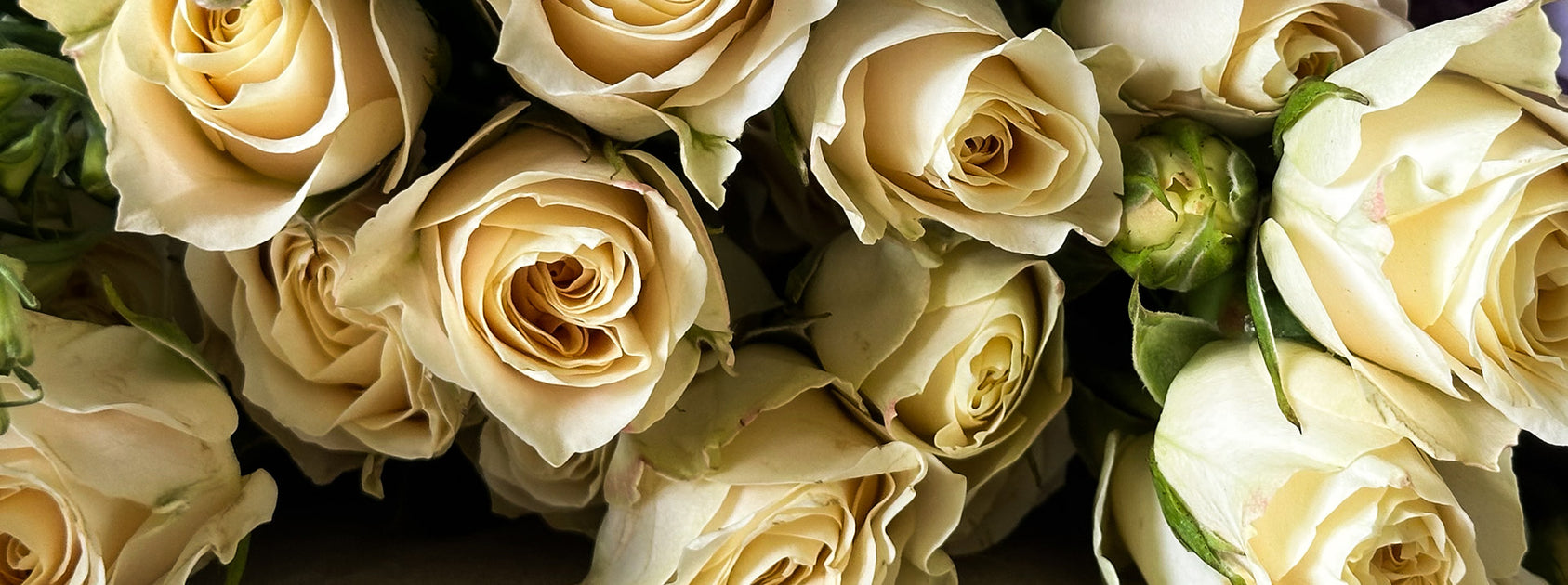 Spray Roses– Debi Lilly