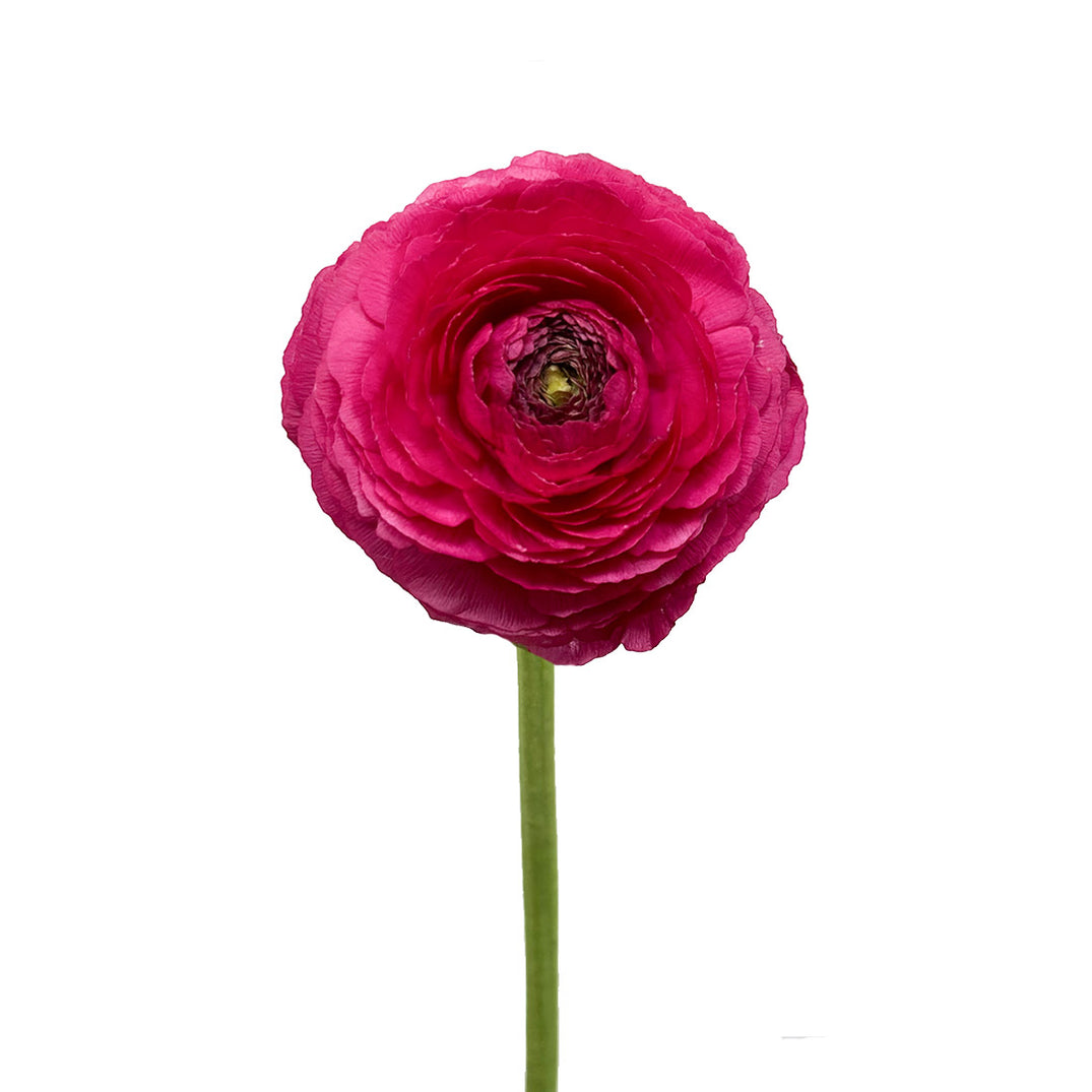 Hot Pink Ranunculus | Debi Lilly