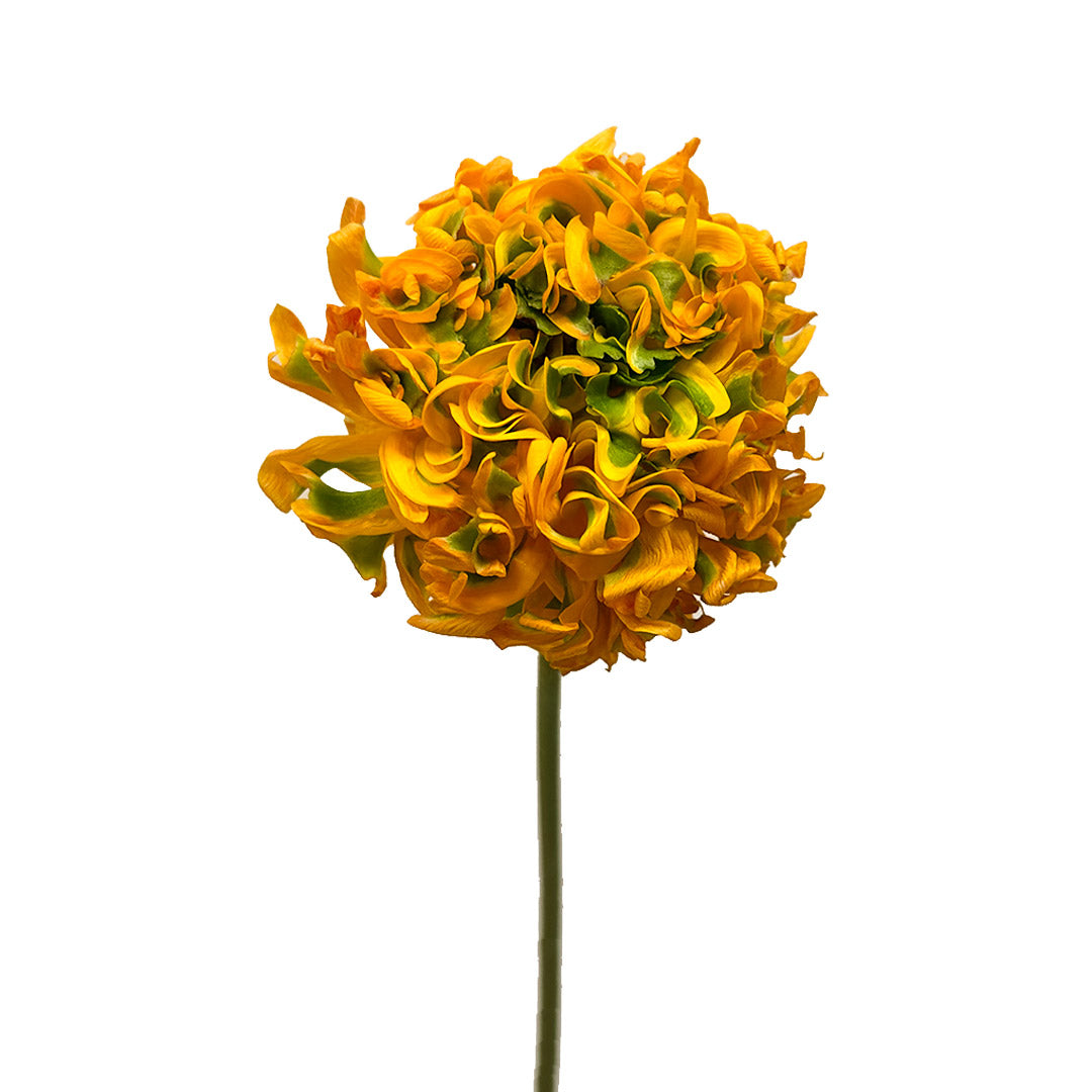 Pon Pon Ranunculus Merlino | Debi Lilly