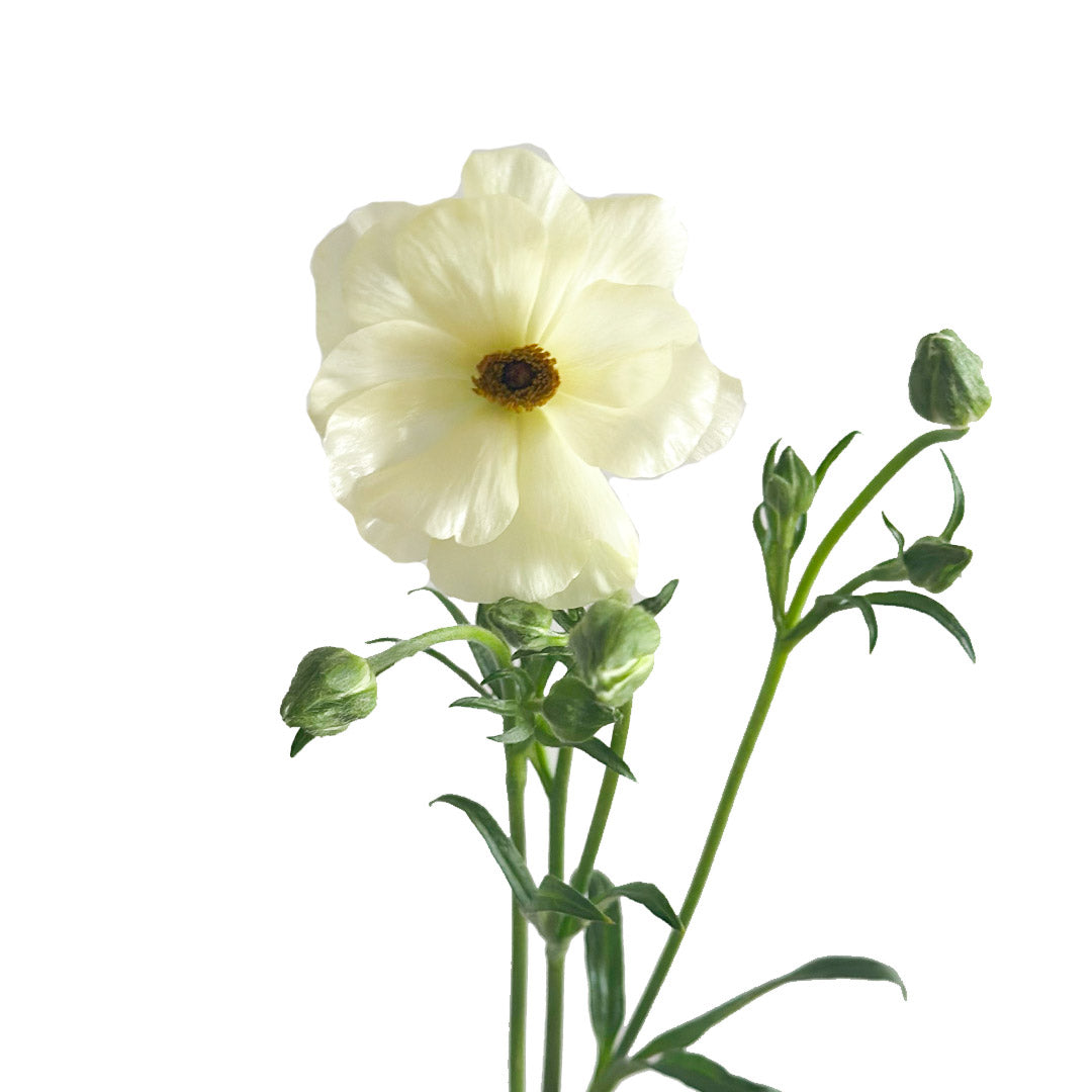 Ranunculus Butterfly Artemis | Debi Lilly