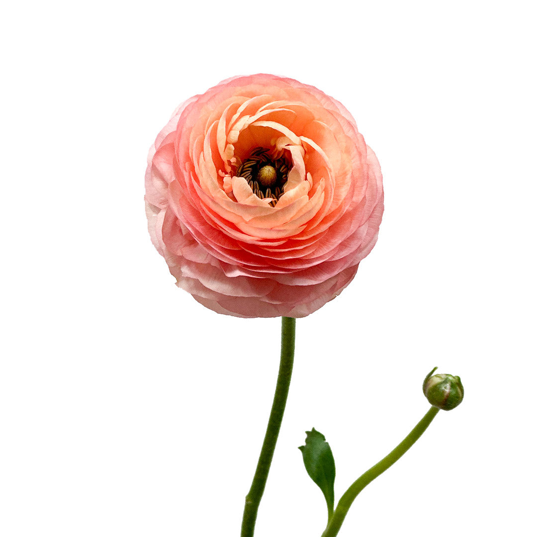 Coral Ranunculus | Debi Lilly
