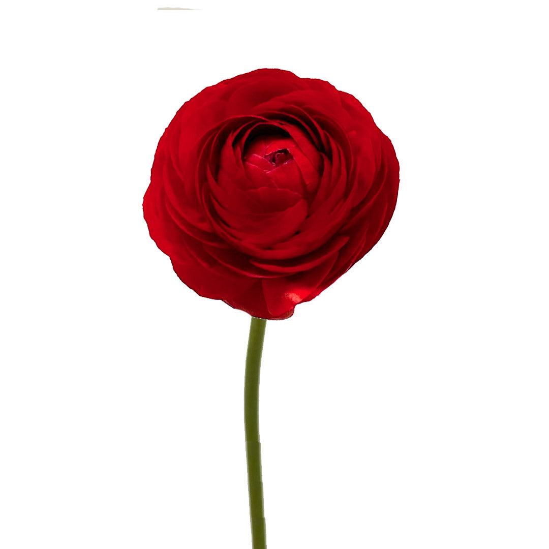 Red Ranunculus | Debi Lilly