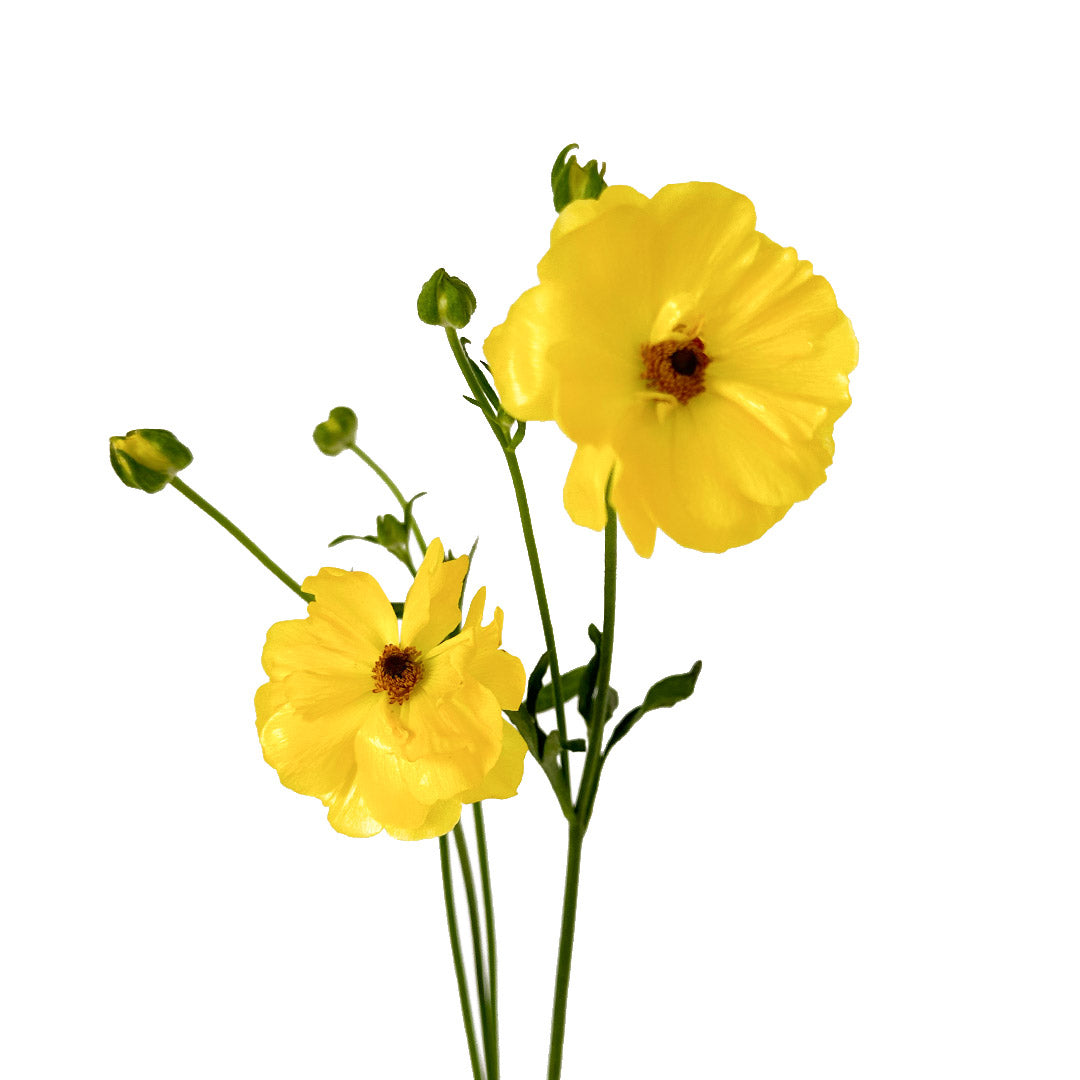 Ranunculus Butterfly Yellow | Debi Lilly