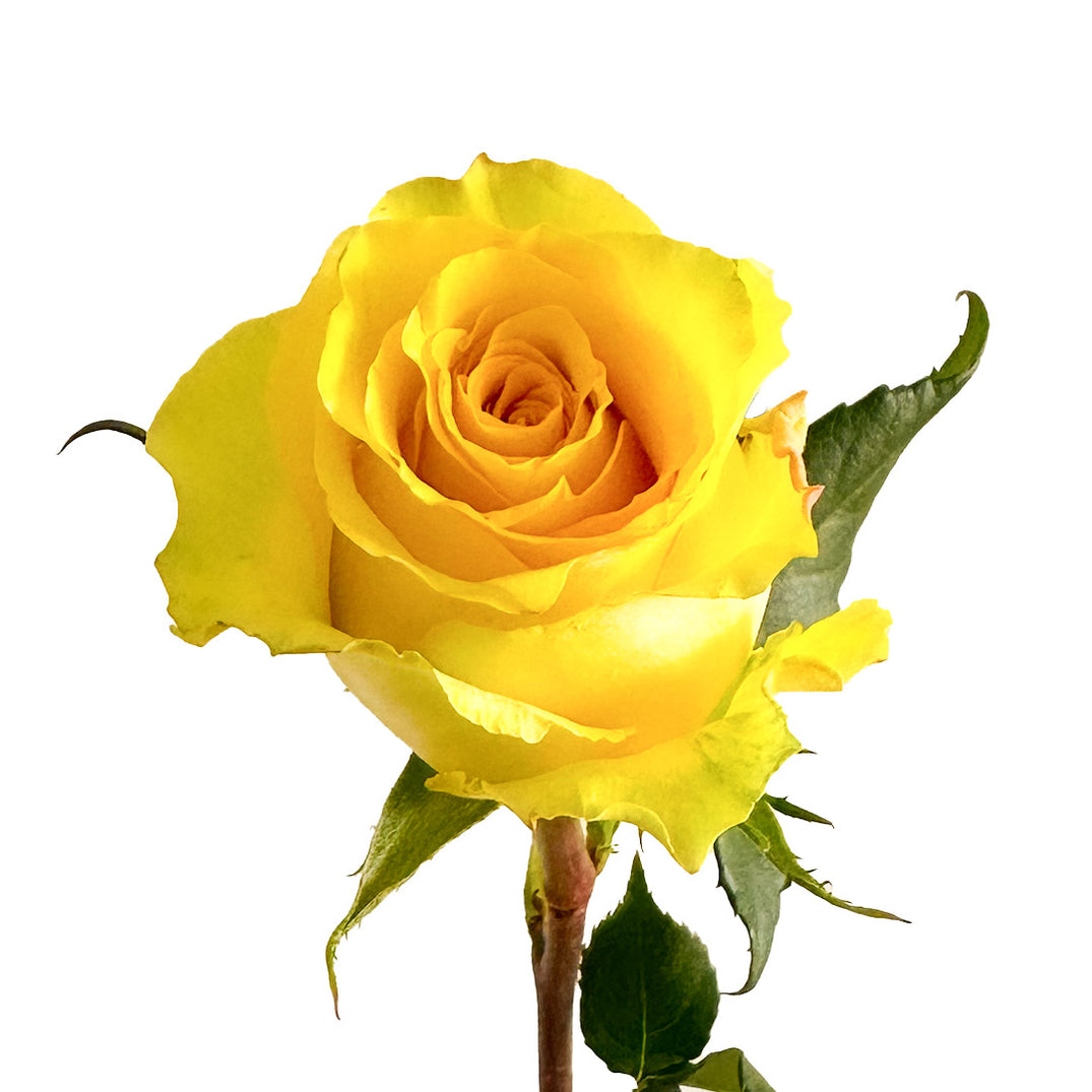 Cubana Rose | Debi Lilly