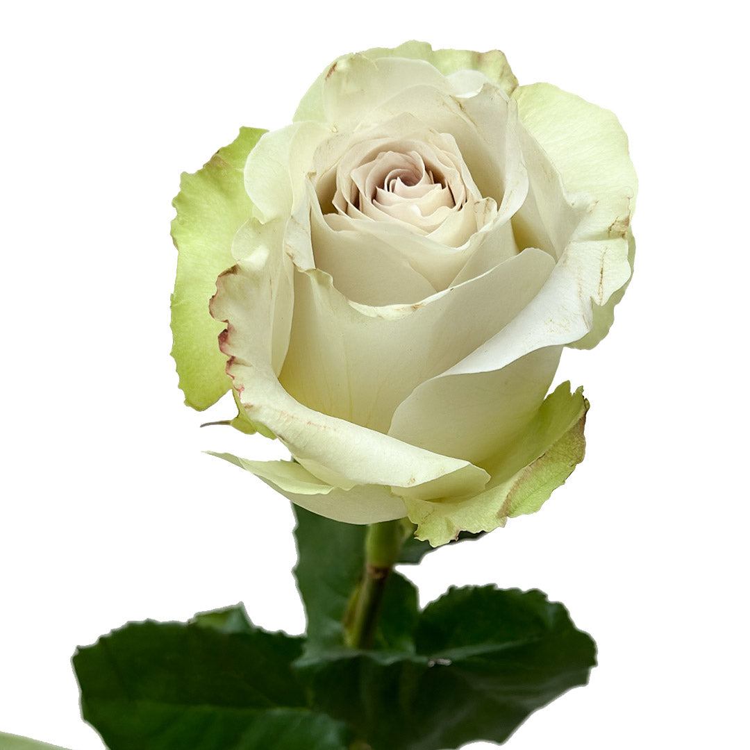 Early Grey Rose | Debi Lilly