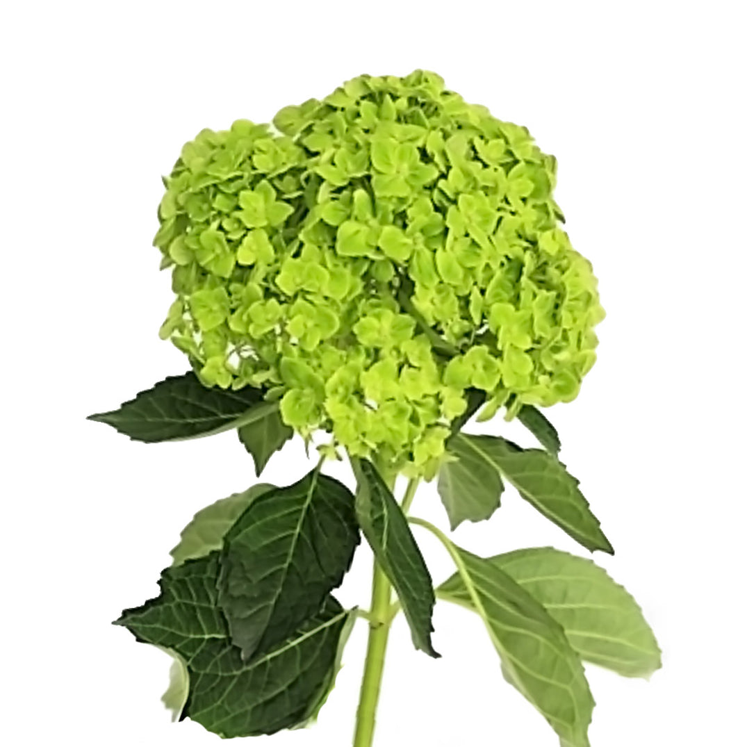 Emerald Hydrangea | Debi Lilly