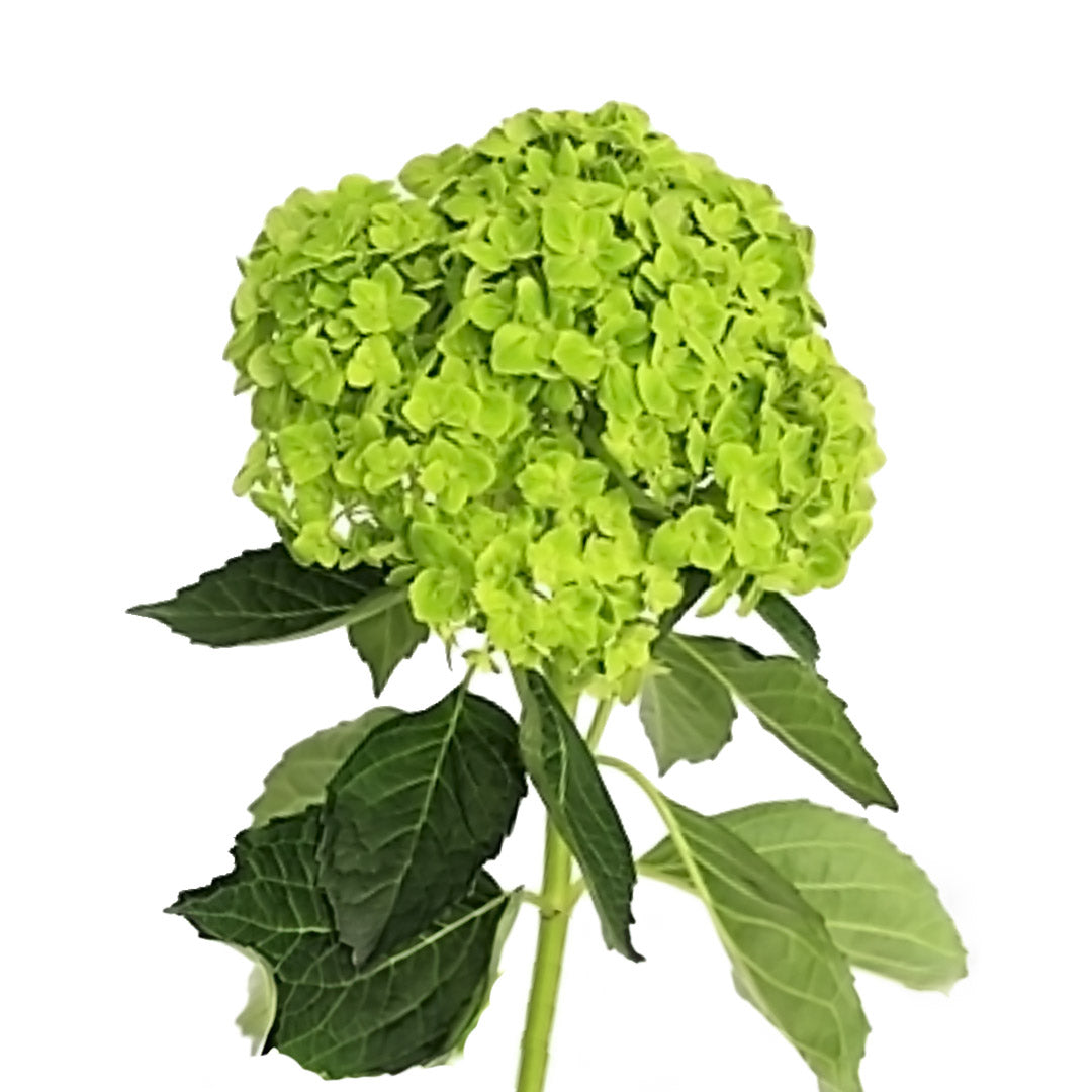 Emerald Hydrangea | Debi Lilly