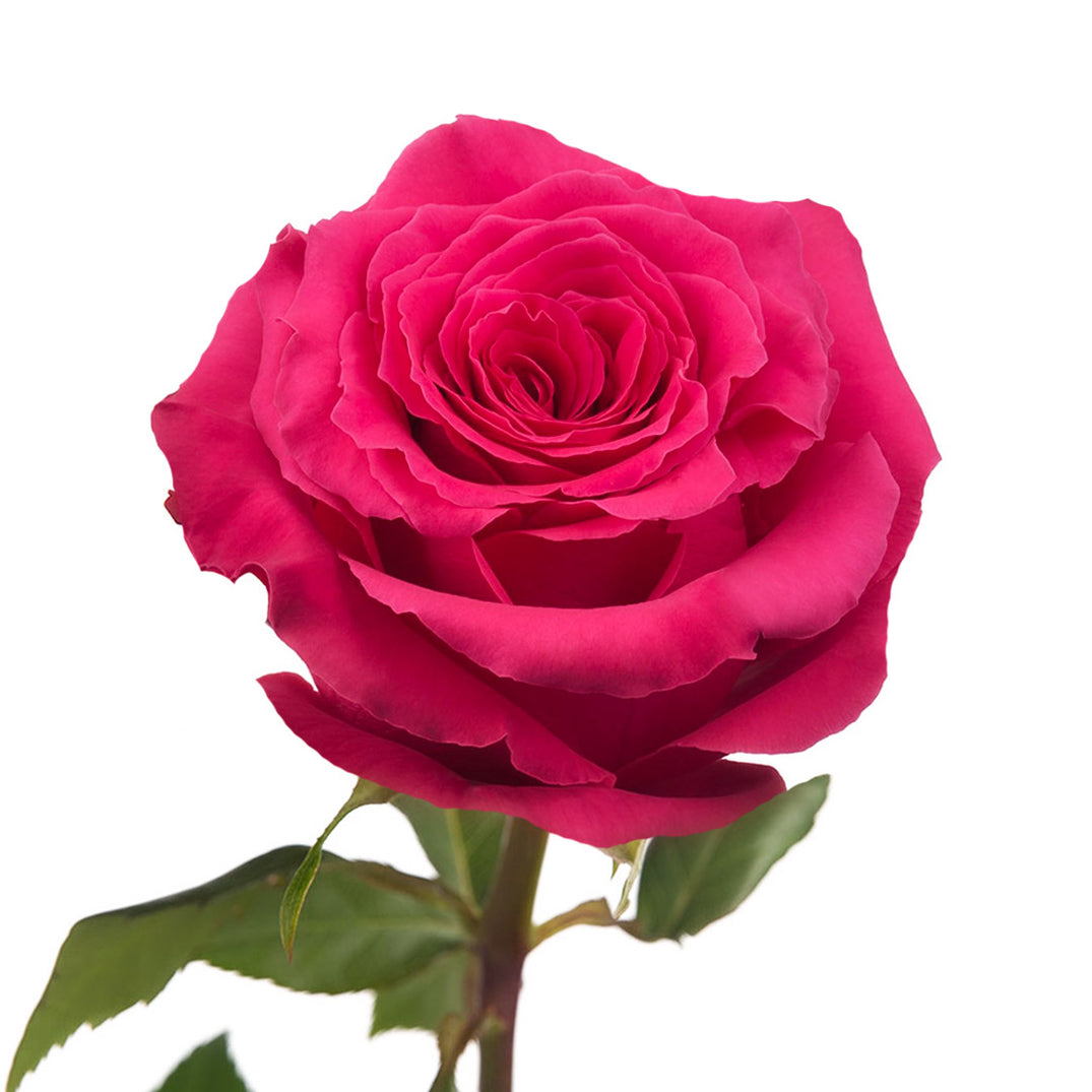 Full Monty Rose | Debi Lilly