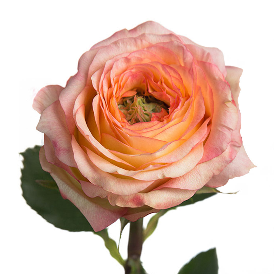 Houdini Garden Rose | Debi Lilly