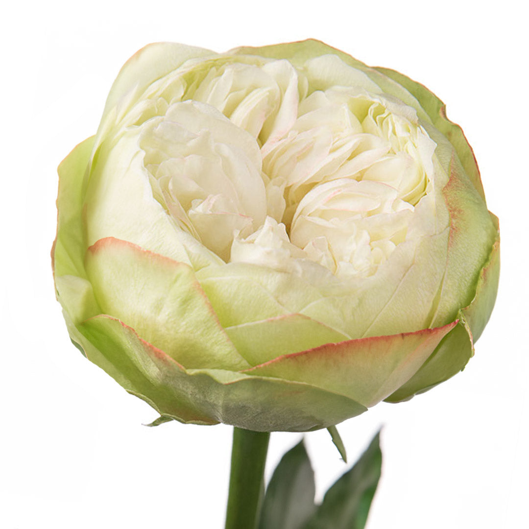 Kehla Garden Rose | Debi Lilly