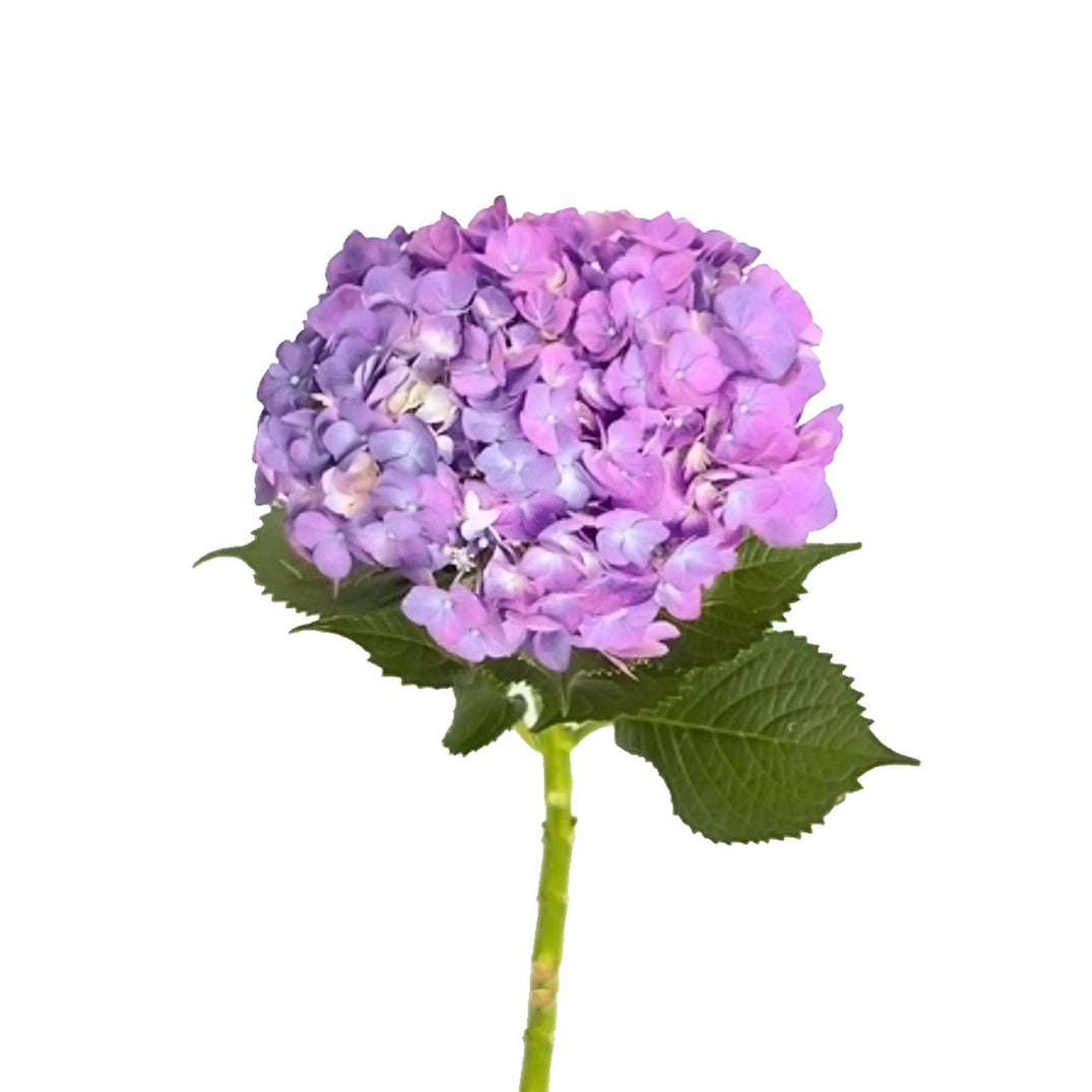 Lavender Hydrangea | Debi Lilly