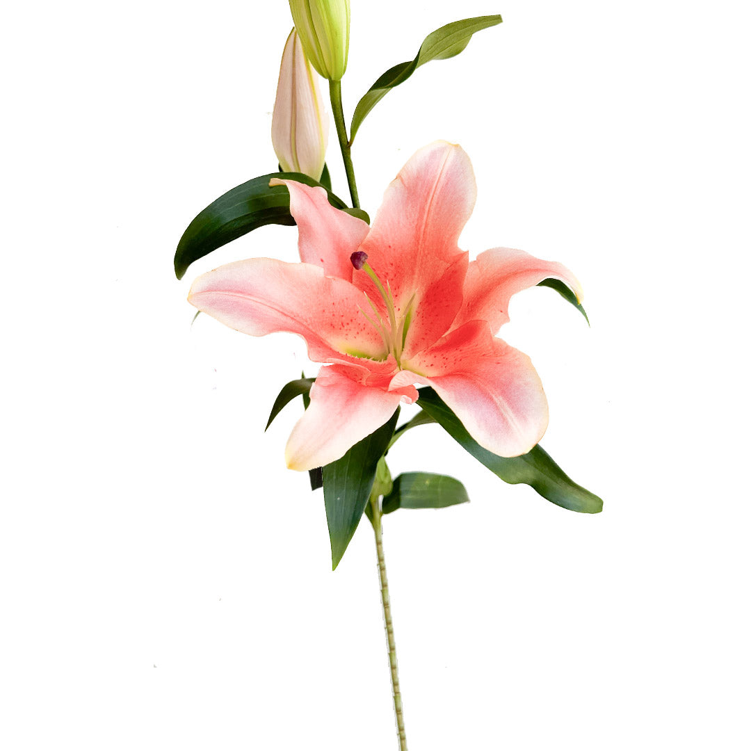 Lilies– Debi Lilly