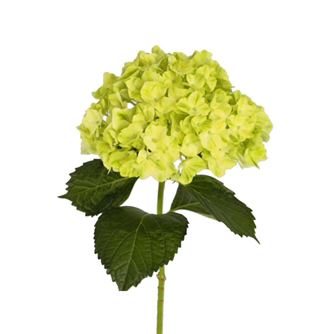 Hydrangea– Debi Lilly