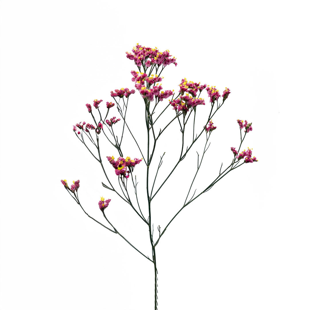 Limonium Pink | Debi Lilly