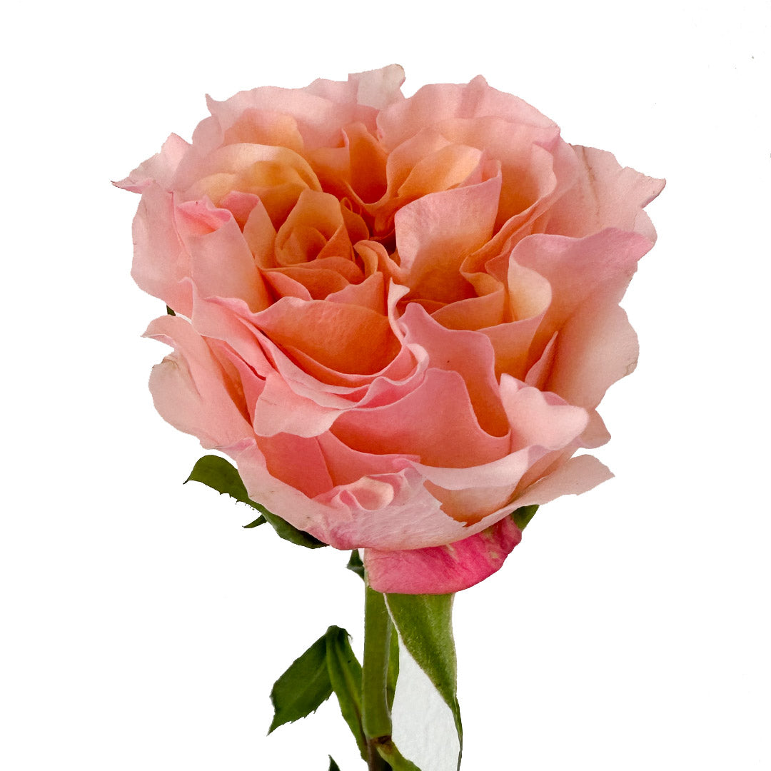 Mayra Flamingo Garden Rose | Debi Lilly