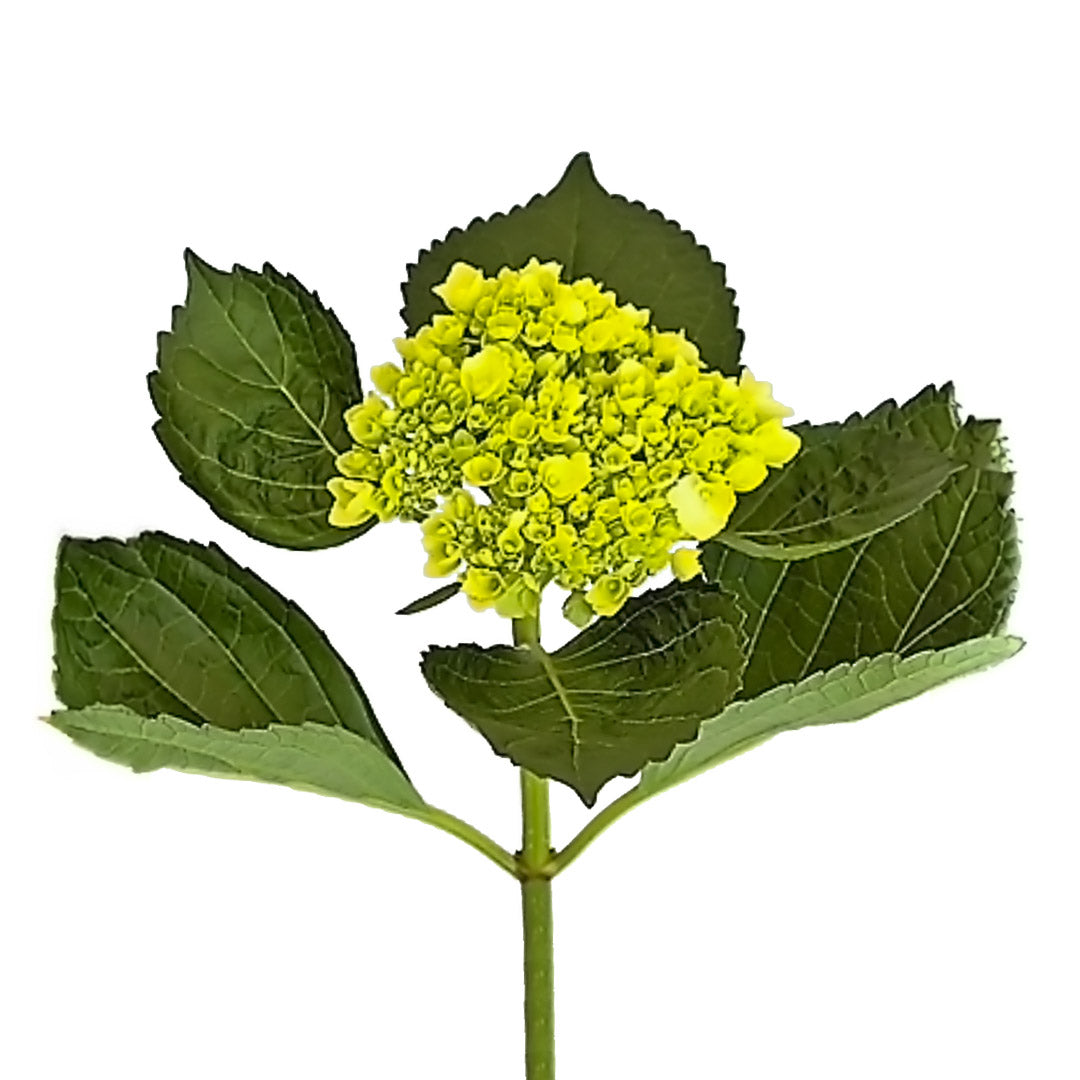 Hydrangea– Debi Lilly