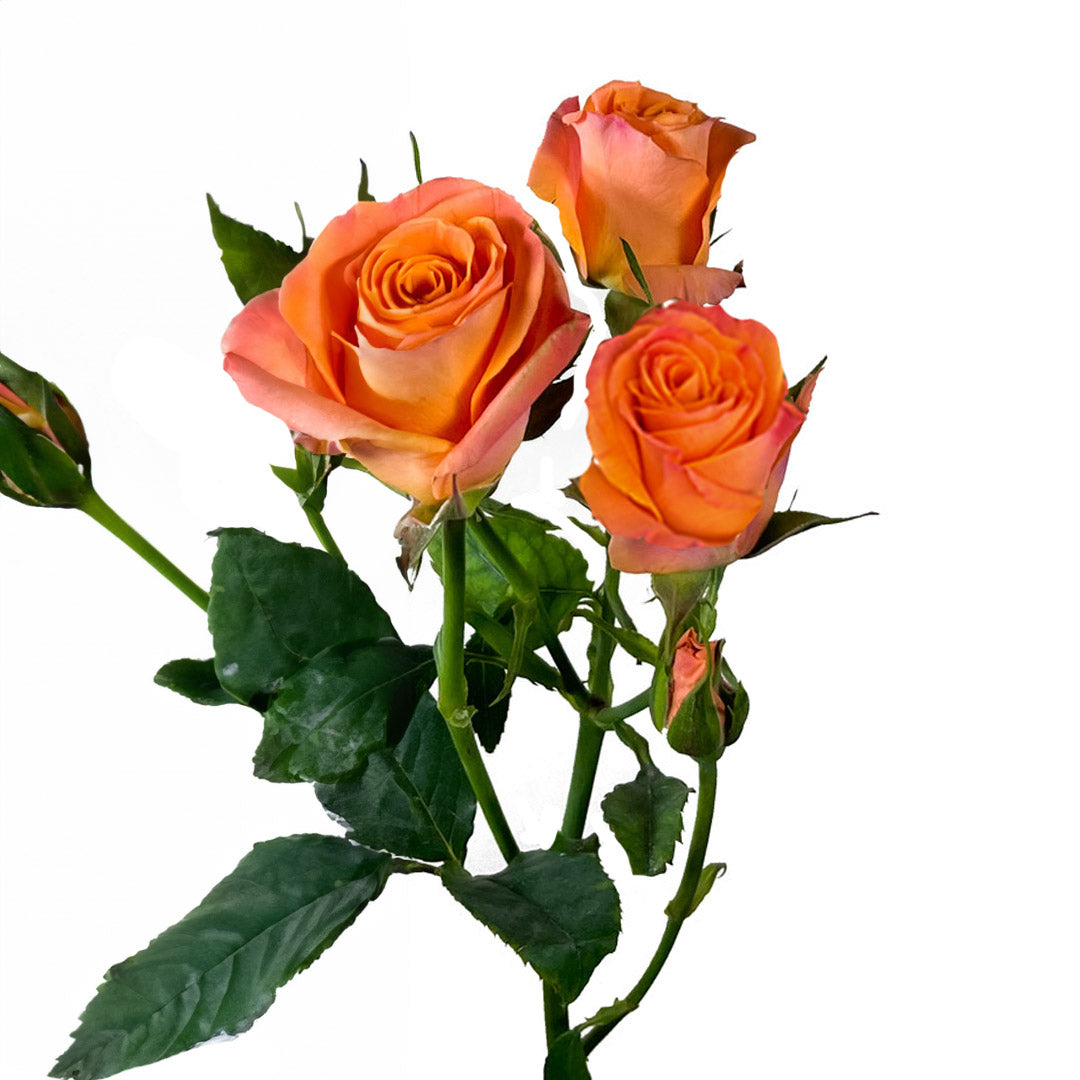 Orange Spray Rose | Debi Lilly