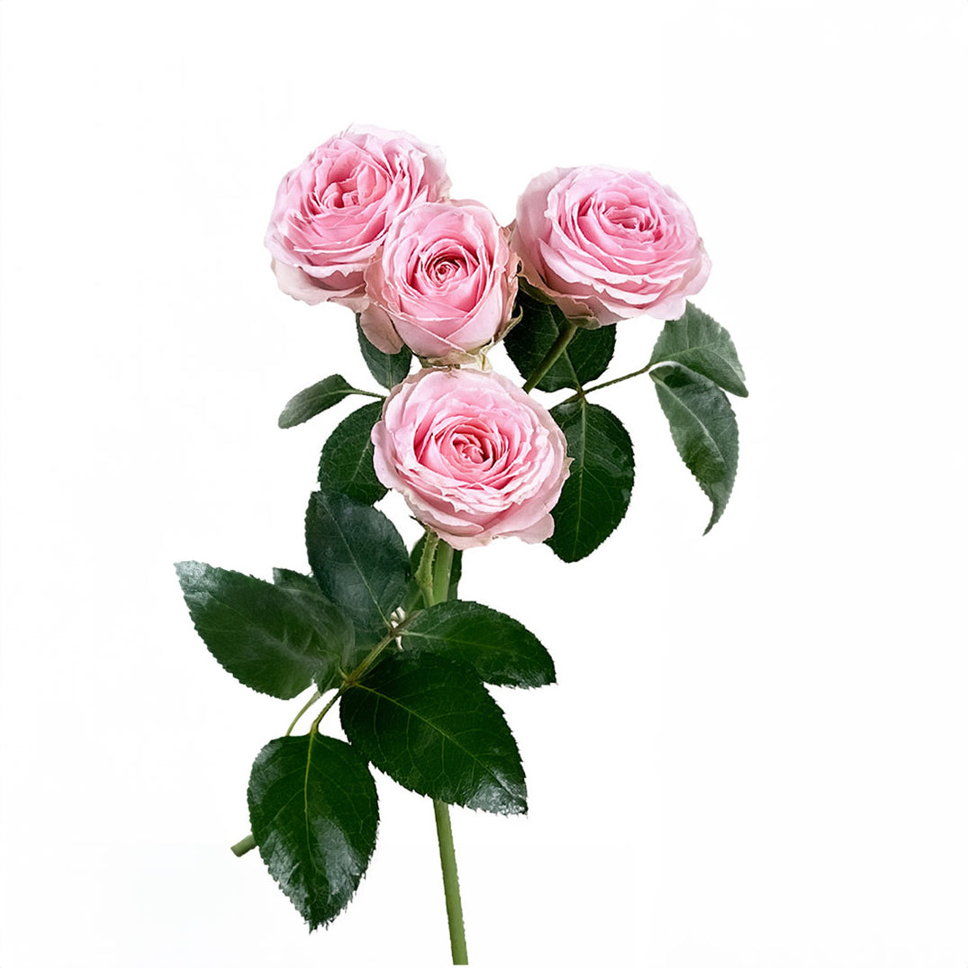 Pink Irishka Spray Rose | Debi Lilly
