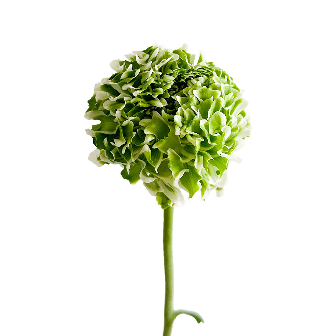 Ranunculus– Debi Lilly