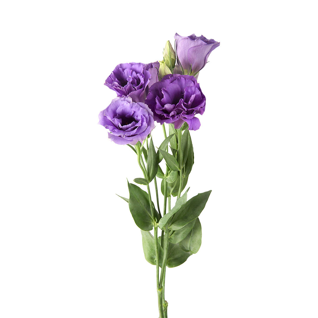 Purple Lisianthus | Debi Lilly