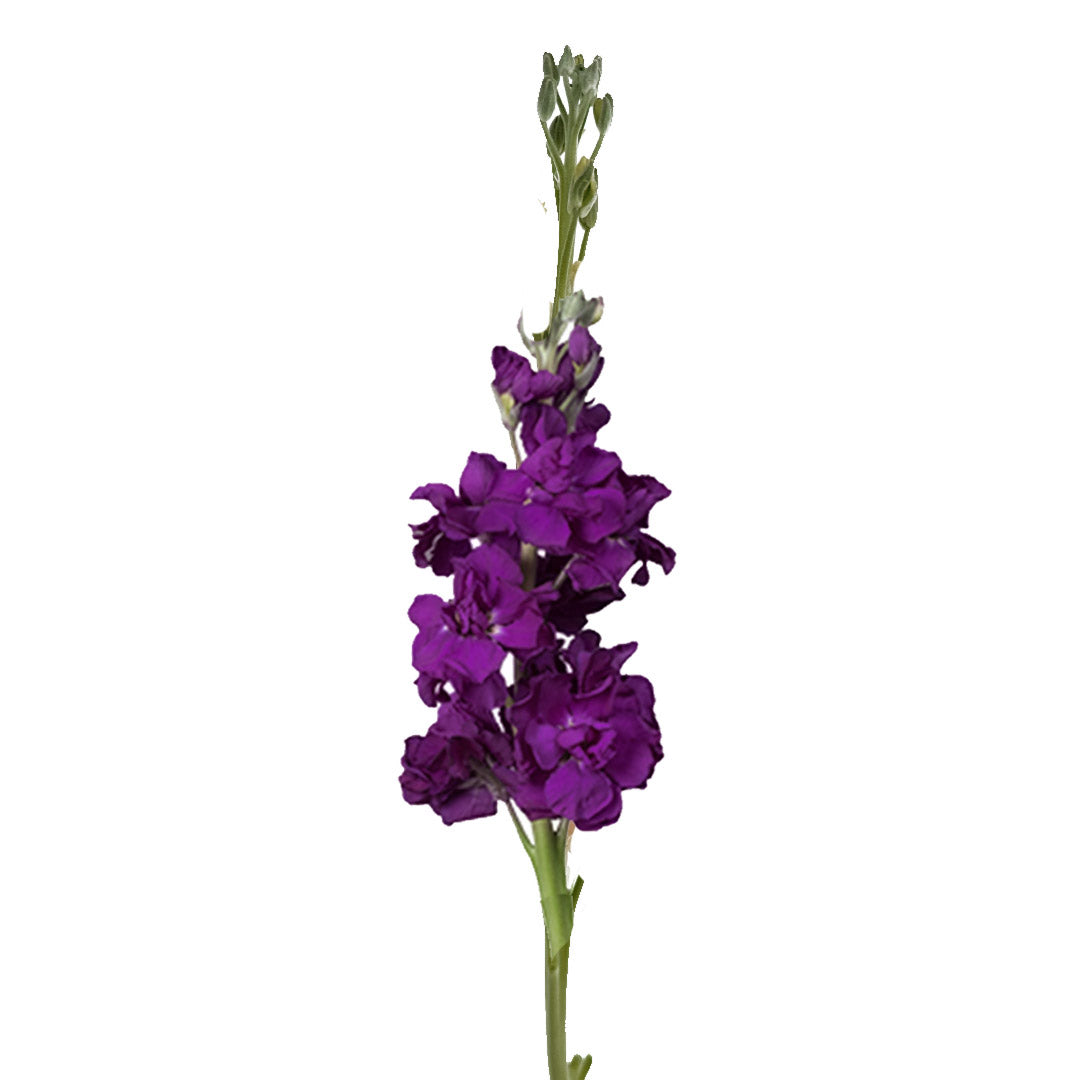 Purple Stock | Debi Lilly