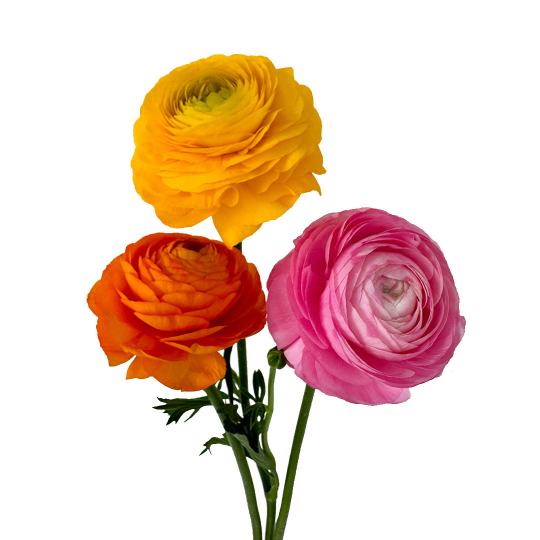 Assorted Ranunculus | Debi Lilly