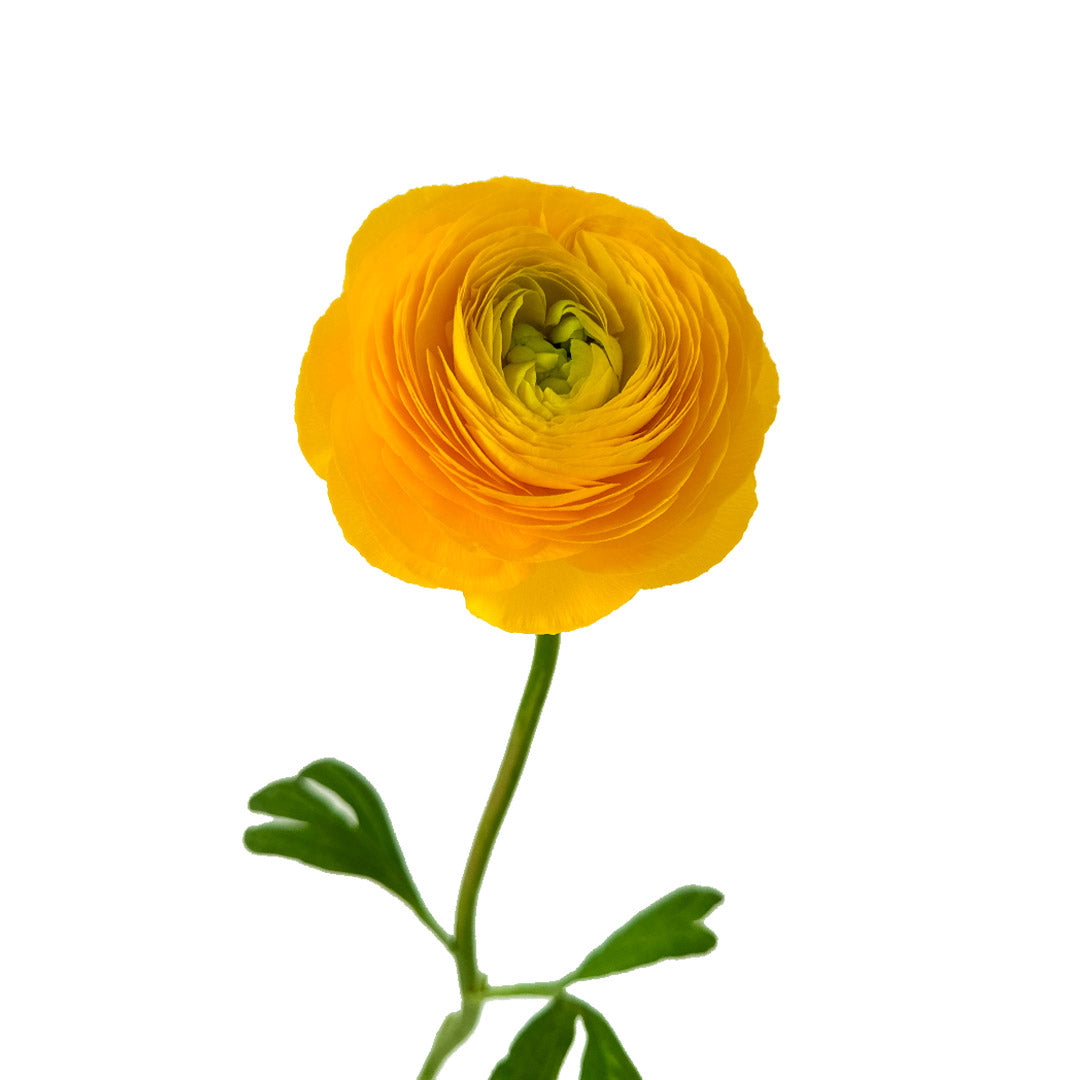 Yellow Ranunculus | Debi Lilly