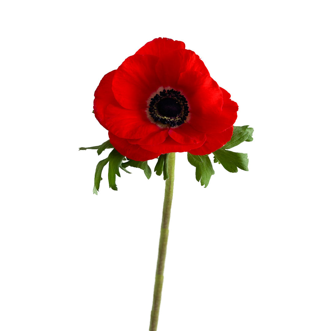 Anemones– Debi Lilly