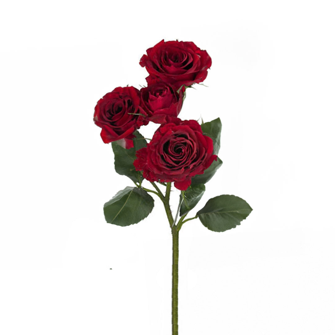 Red Spray Rose | Debi Lilly