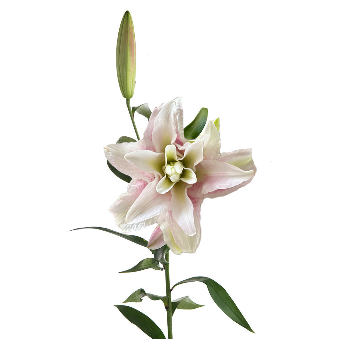 Rose Lillies | Debi Lilly