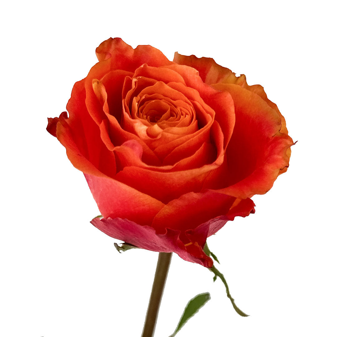 Focal Flowers– Debi Lilly