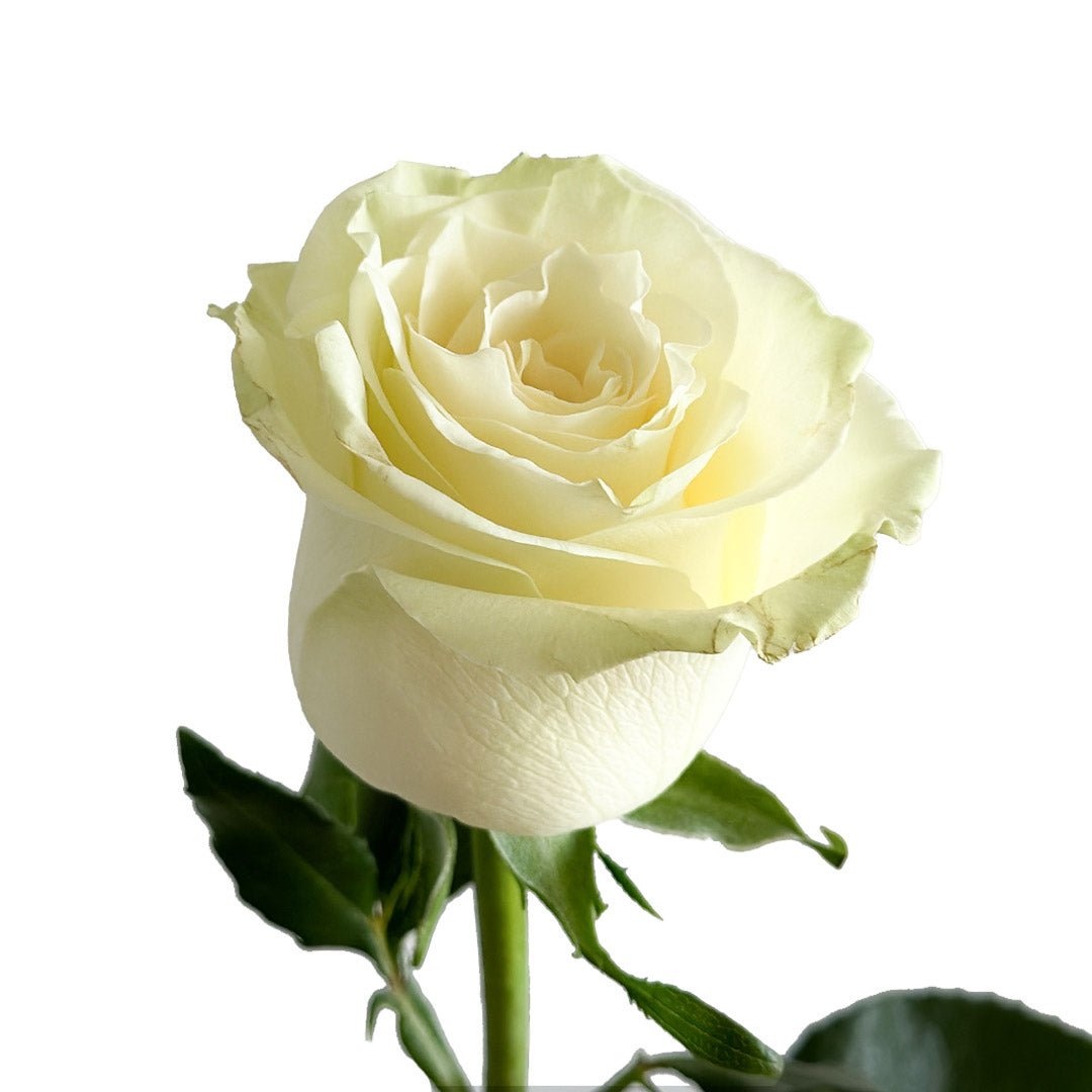 Roses and Garden Roses– Debi Lilly