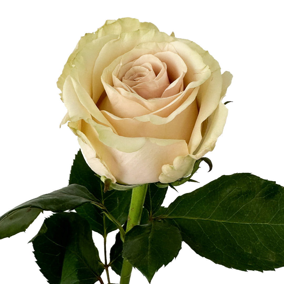 Roses and Garden Roses– Debi Lilly