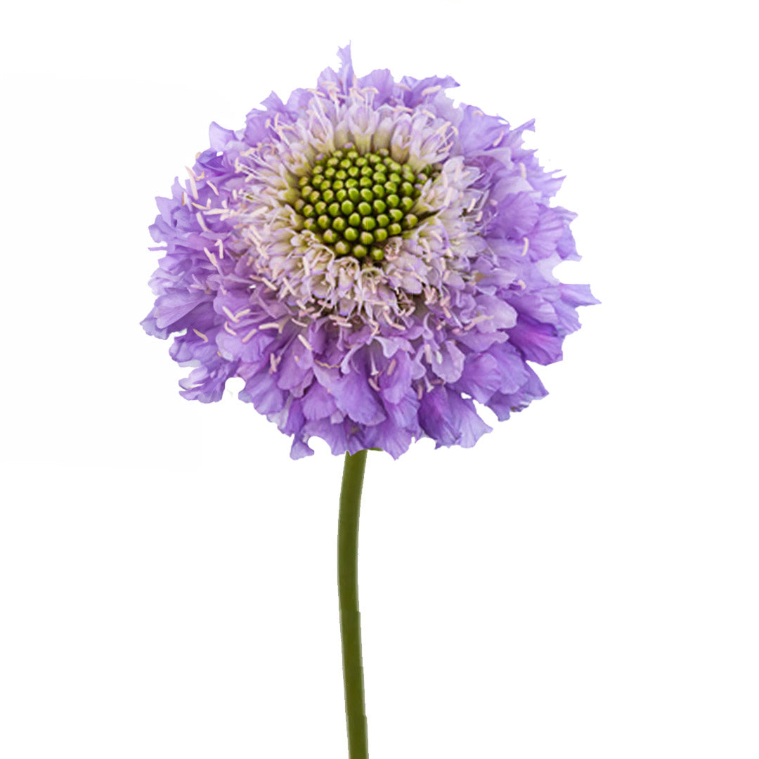 Lavender Scabiosa | Debi Lilly