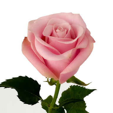 Shy Rose | Debi Lilly