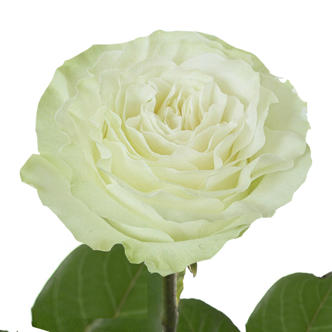 Siente Garden Rose | Debi Lilly
