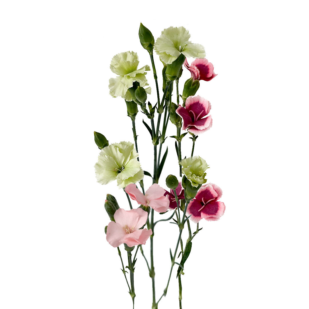 Assorted Solomios | Debi Lilly