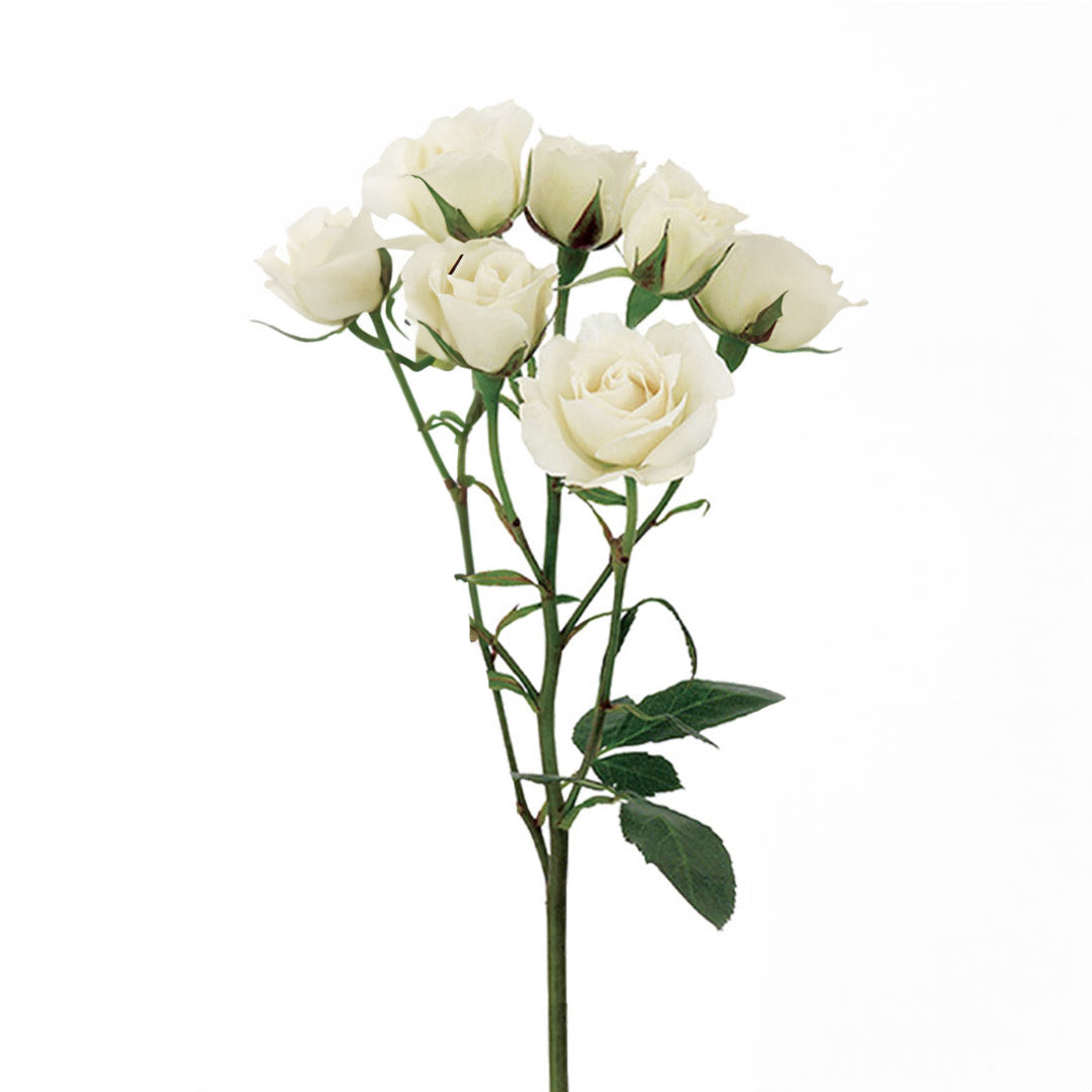 White Spray Rose | Debi Lilly