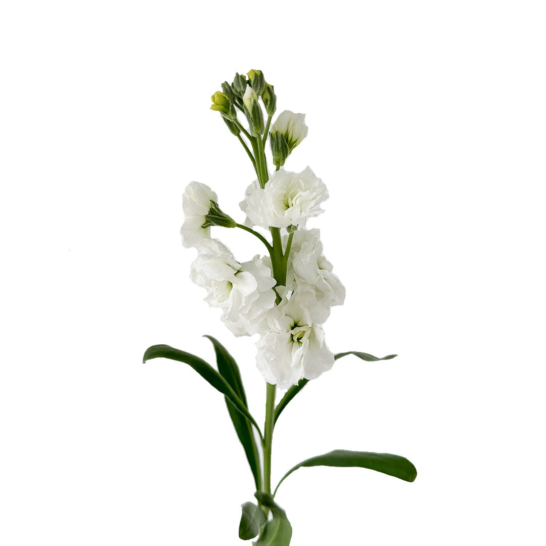 Stock– Debi Lilly