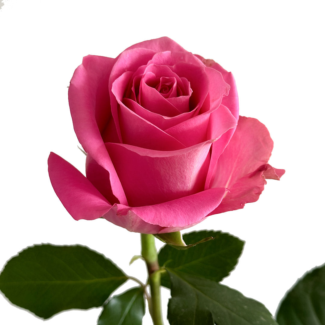 Sweet Memory Rose | Debi Lilly