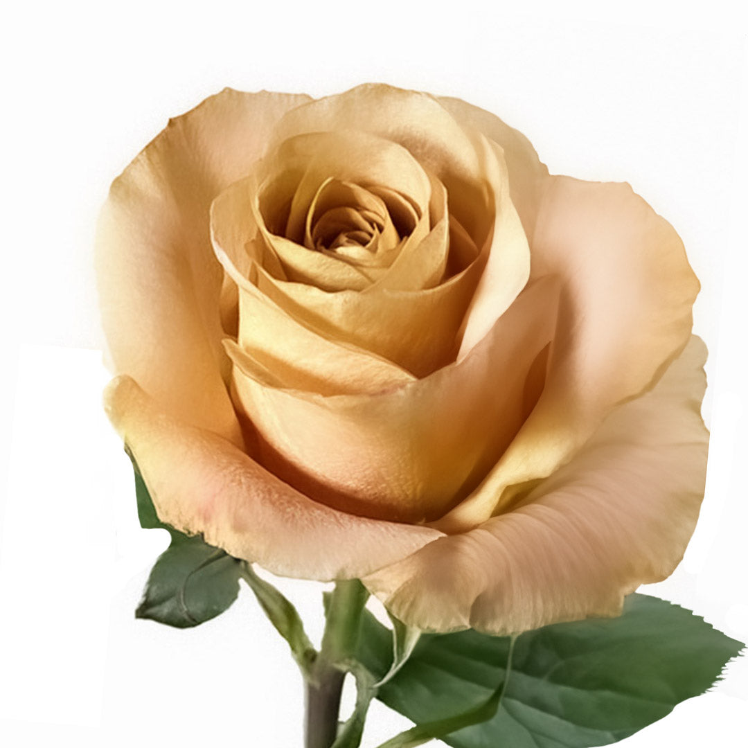 Symbol Rose | Debi Lilly