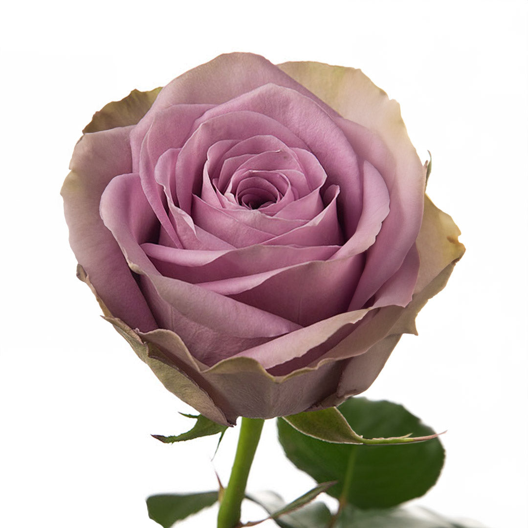 Roses and Garden Roses– Debi Lilly