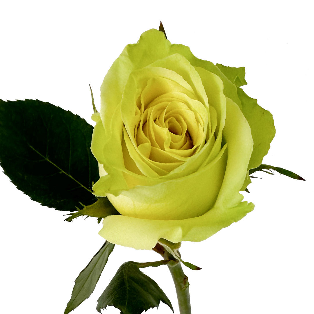 Roses and Garden Roses– Debi Lilly