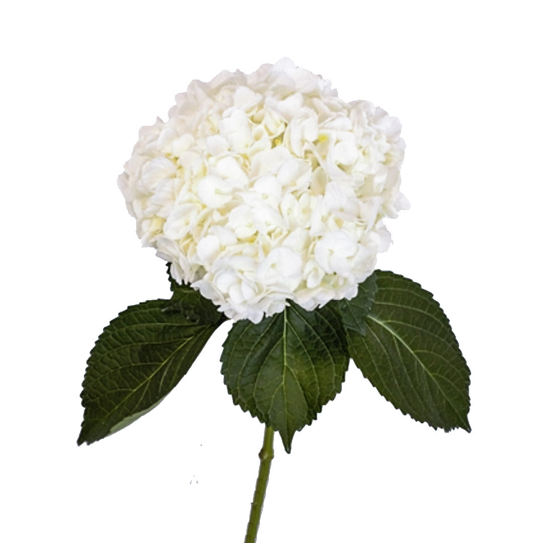 Hydrangea– Debi Lilly