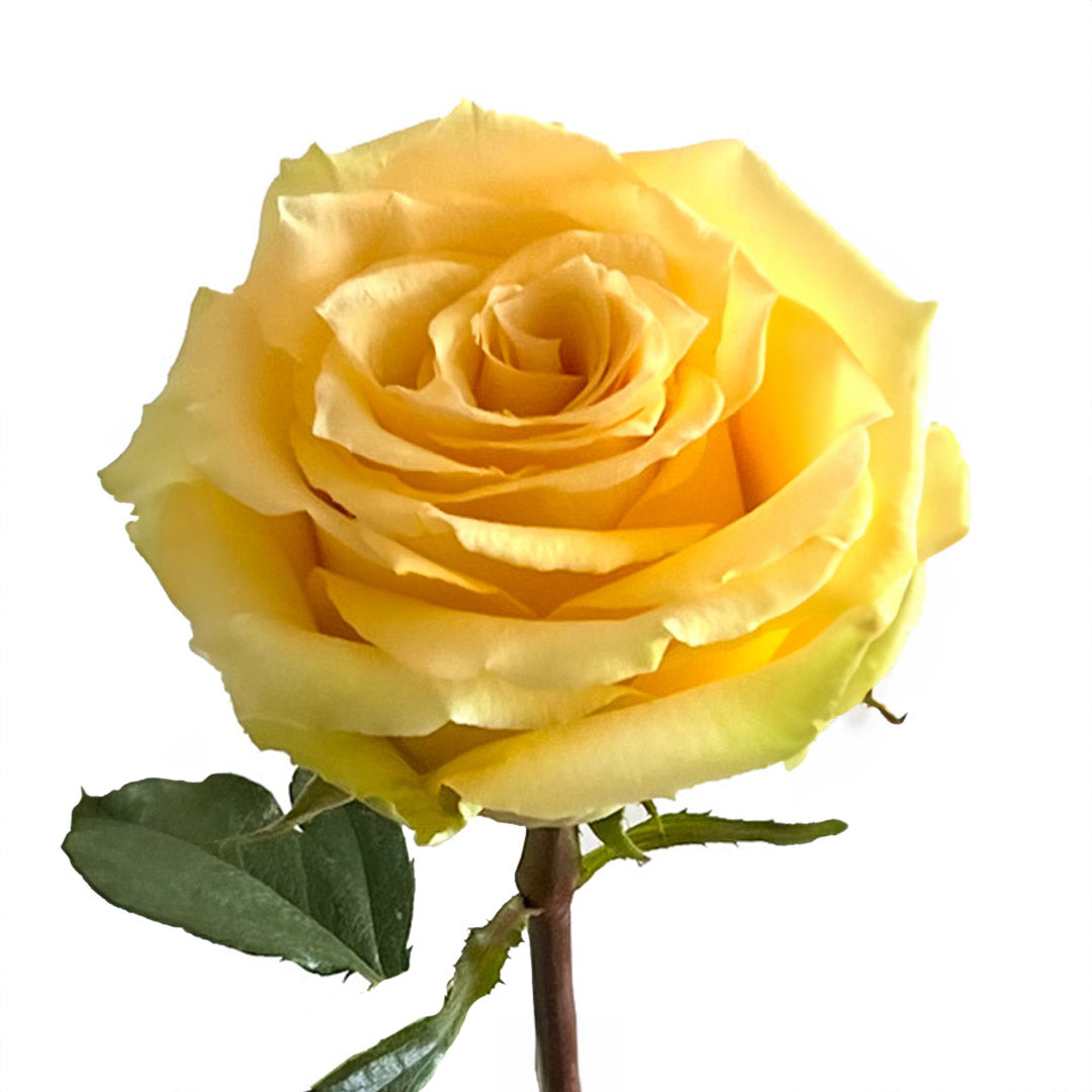 Roses and Garden Roses– Debi Lilly